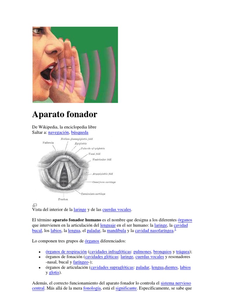 Aparato fonador