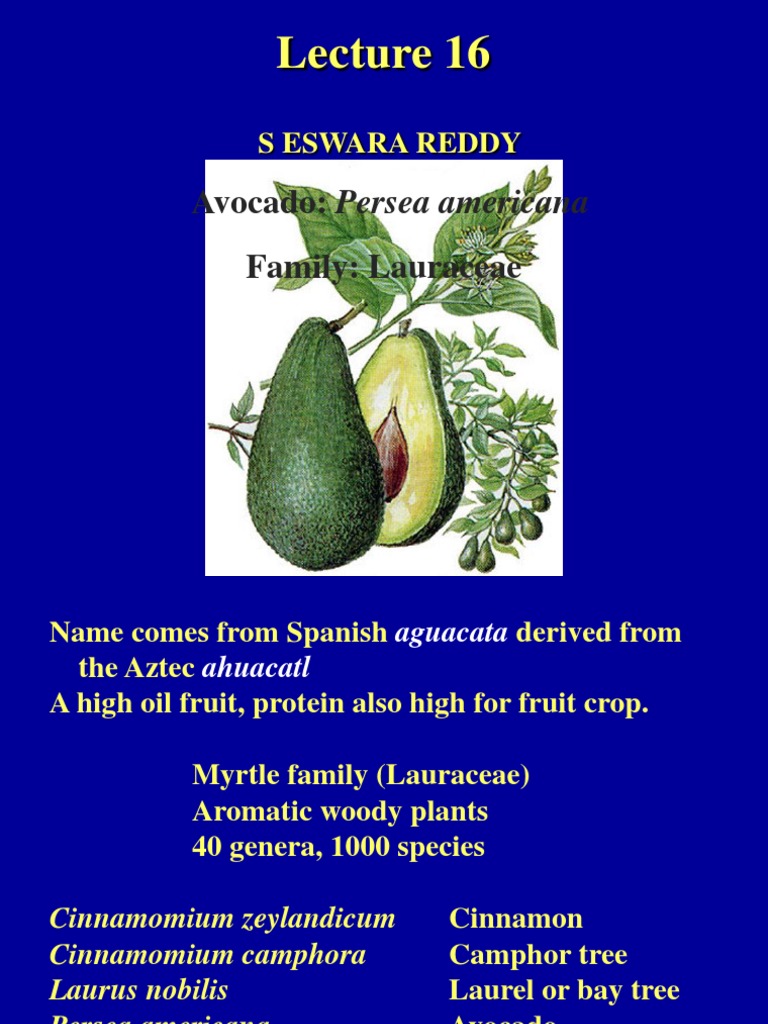 Avocado Production | PDF | Avocado | Grafting