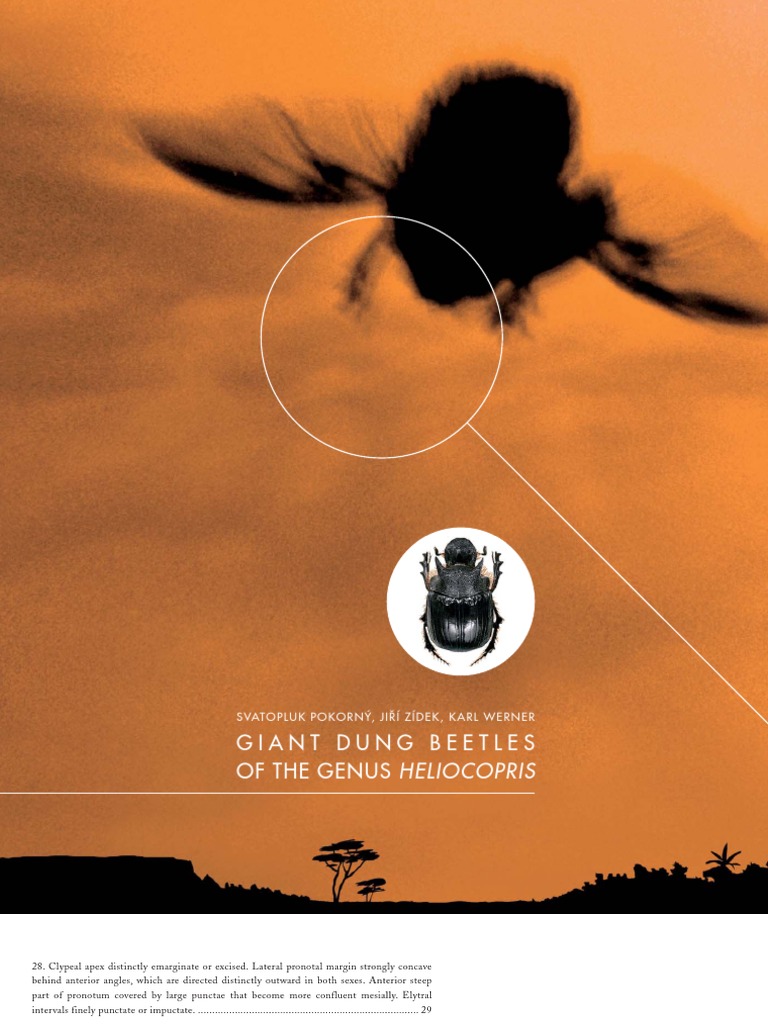 Giant Dung Beetles of The Genus Heliocopris | PDF | Anatomical Terms Of ...