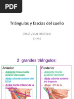 Triangulo de Farabeuf | PDF | Anatomía humana | Cabeza y cuello humanos