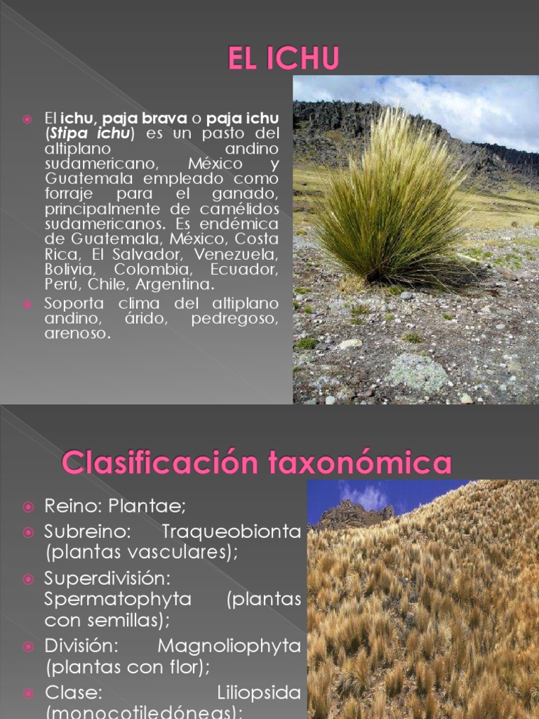 Características y usos del ichu en Perú | PDF | Plantas | Horticultura ...