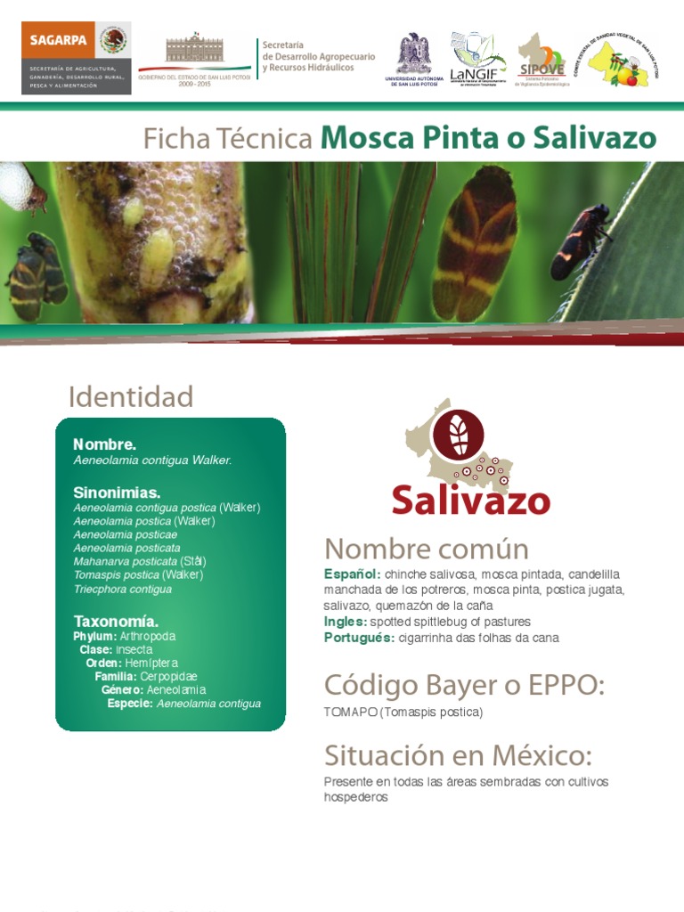 Ficha Técnica de la Mosca Pinta en México | PDF | Insectos | Hoja