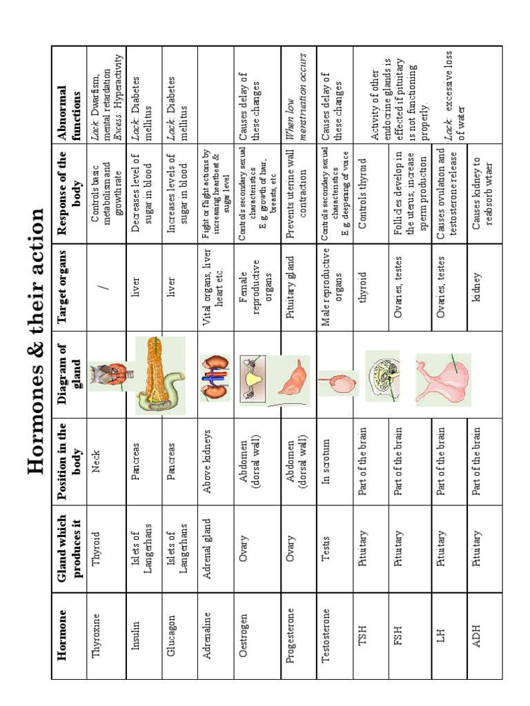 Hormones and Their Functions Overview | PDF