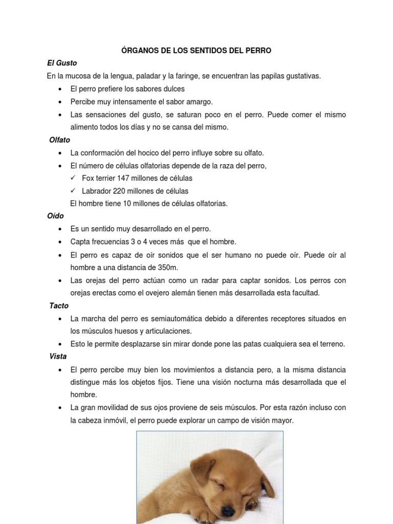 Organos de Los Sentidos Del Perro | PDF