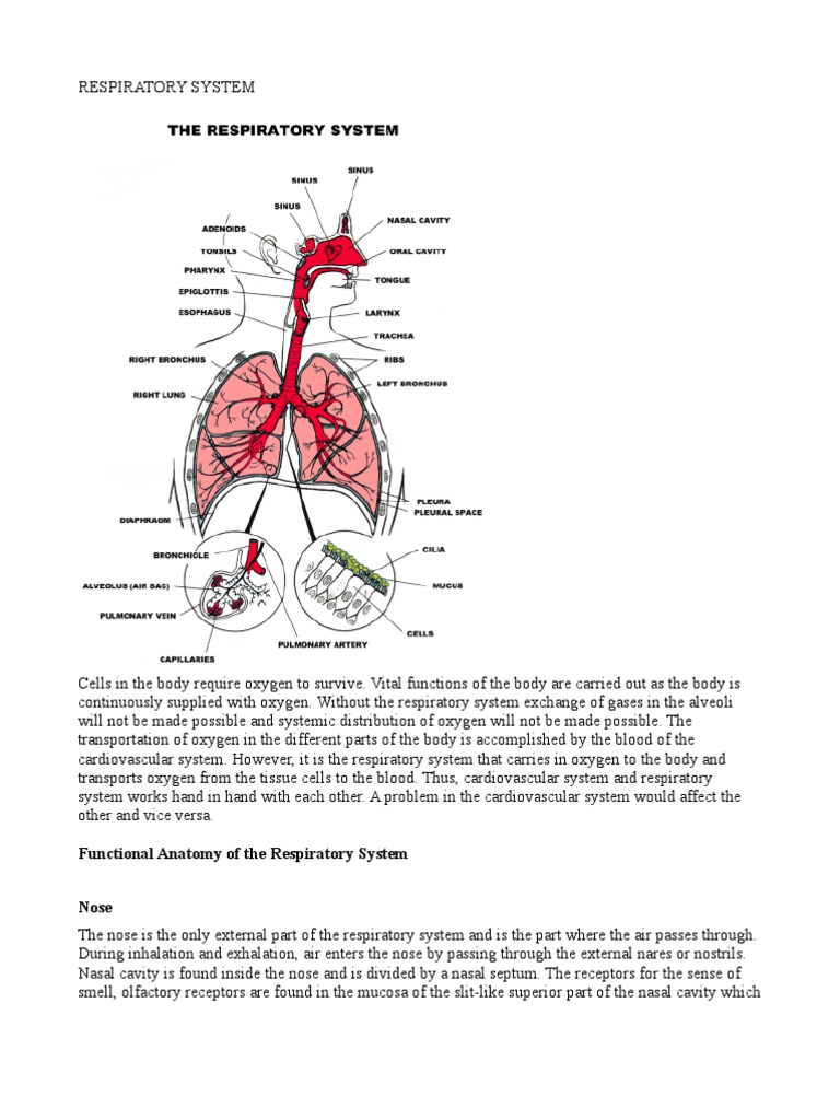 An In-Depth Look at the Structure and Function of the Respiratory ...