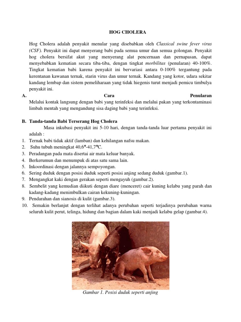 Bahan PPT Hog Cholera Darmawi | PDF | Sains & Matematika