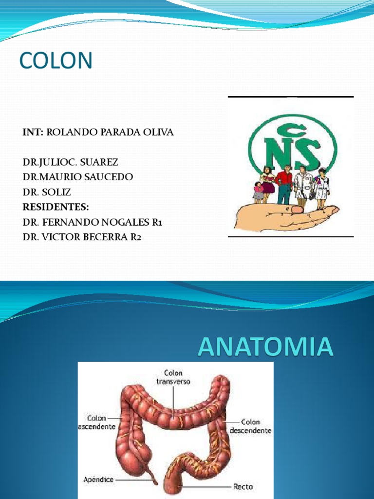 Anatomía del Colon y Recto | PDF | Intestino grueso | Abdomen