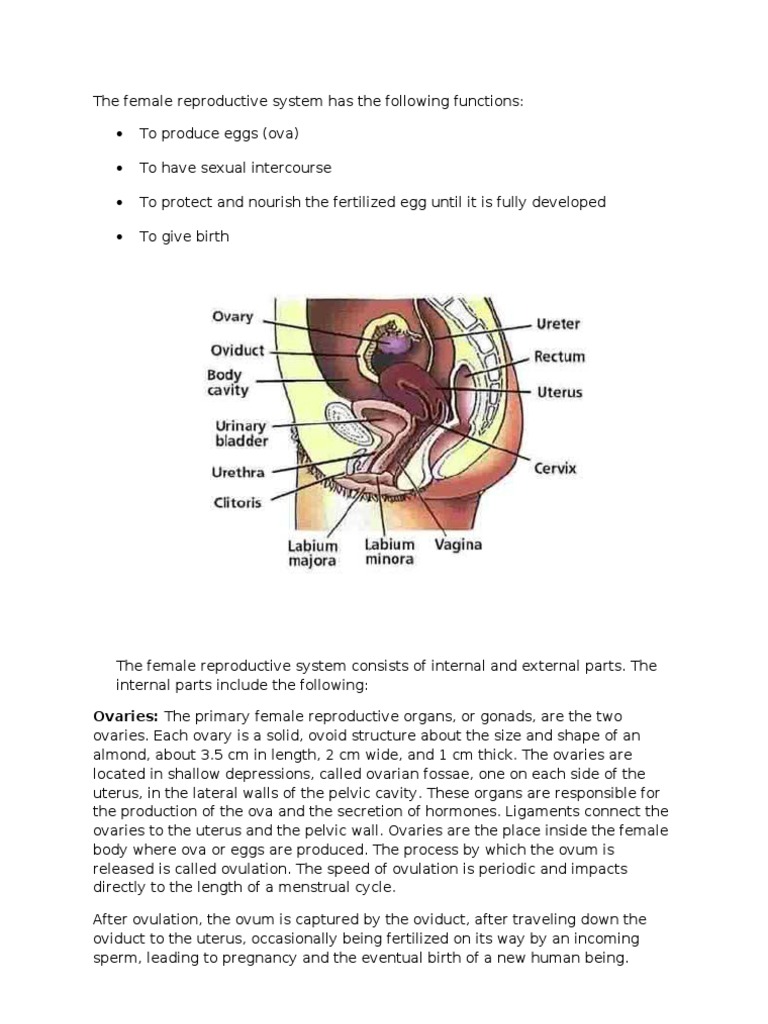 Notes On The Human Female Reproductive System | PDF | Menstrual Cycle ...