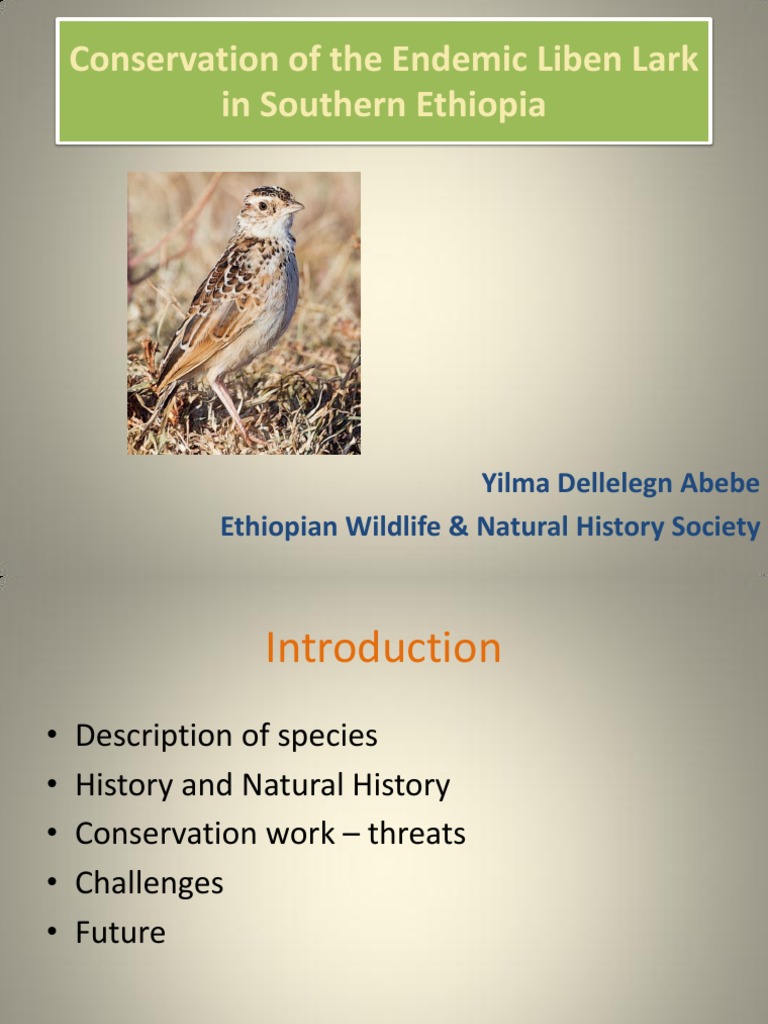 Conservation of Endangered Liben Lark | PDF | Conservation Biology | Birds