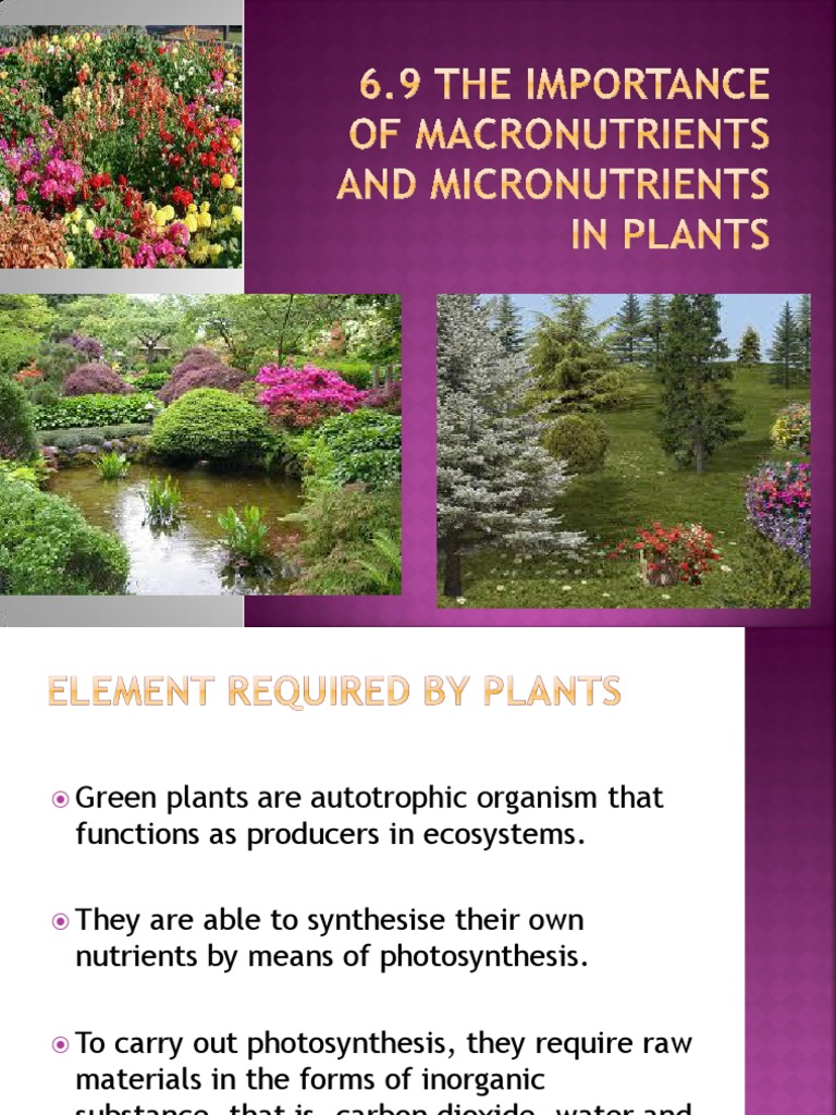 The Importance of Macronutrients and Micronutrients in Plants ...