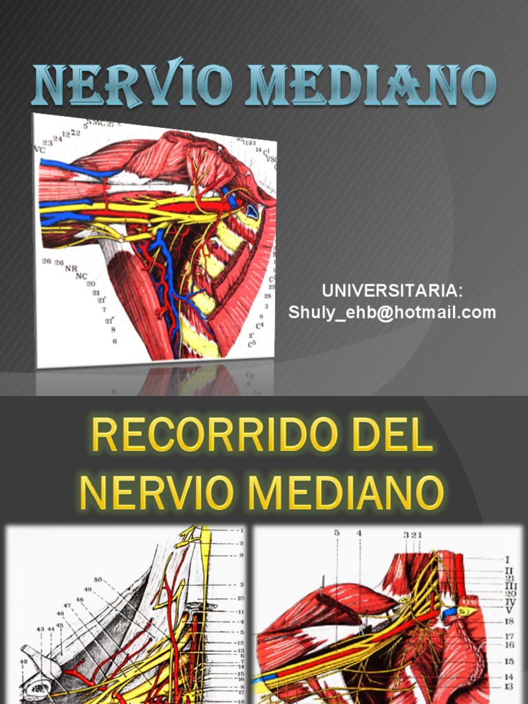 Recorrido Del Nervio Mediano - Plexo Braquial | PDF