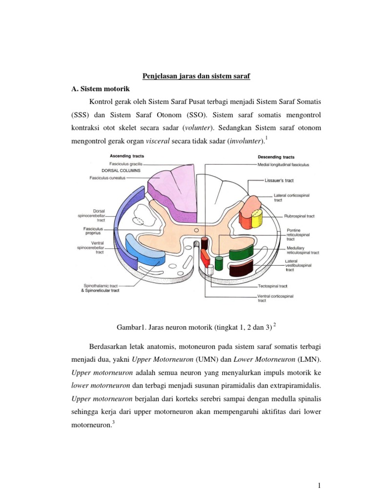 Penjelasan Jaras Dan Sistem Saraf | PDF | Metode & Bahan Ajar