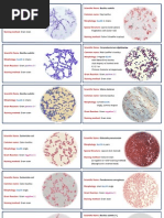 Microbiology Mnemonics by Sandra | PDF | Pneumonia | Bacillus