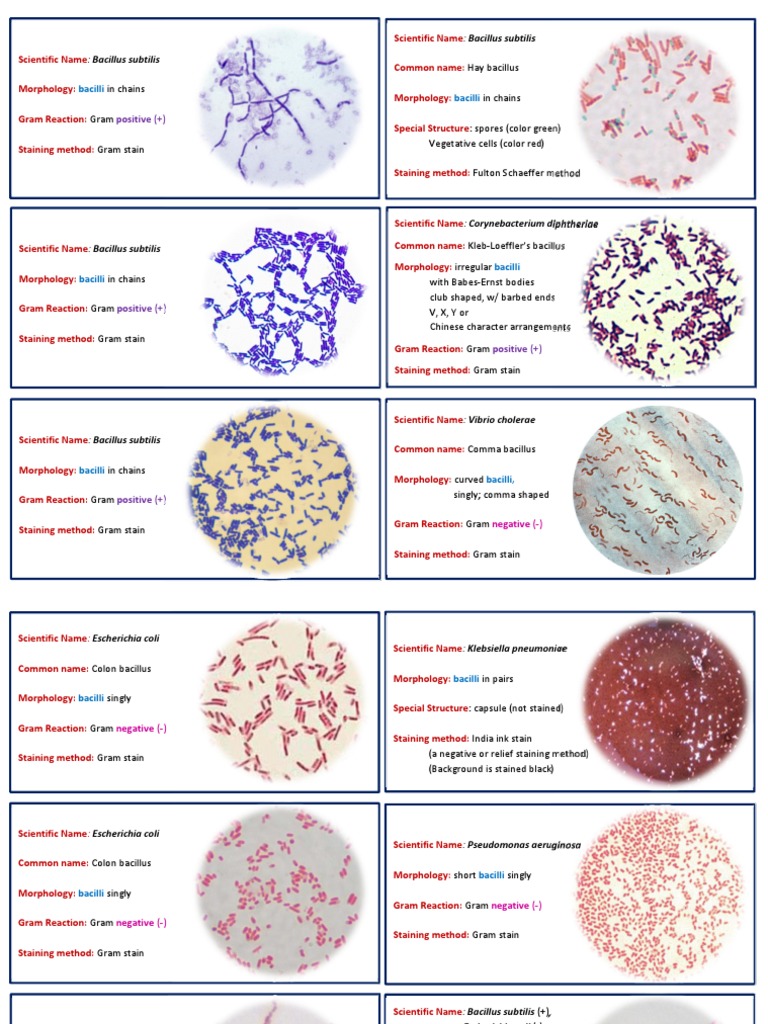 Bacillus Subtilis Morphology And Gram Stain