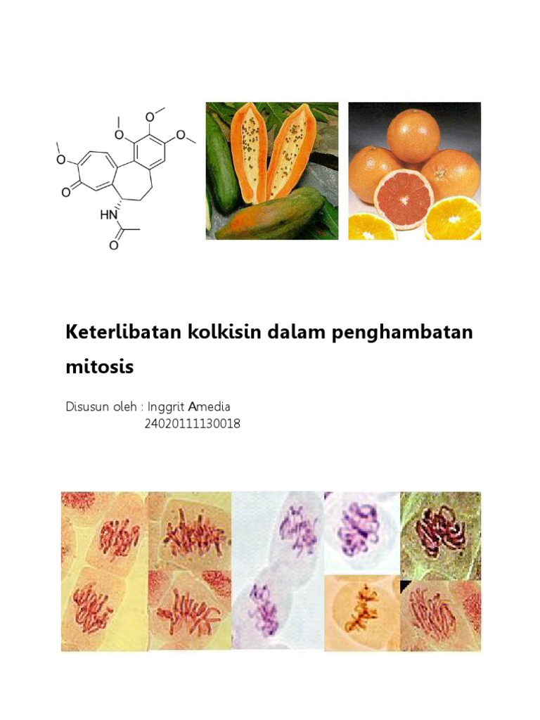 Keterlibatan Kolkisin Dalam Penghambatan Mitosis
