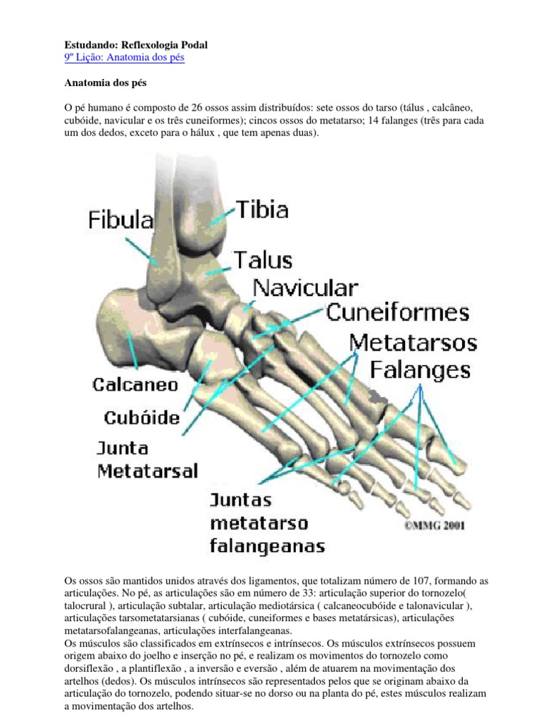 Estudando Reflexologia Podal-9 Lição - Anatomia Dos Pés | PDF ...