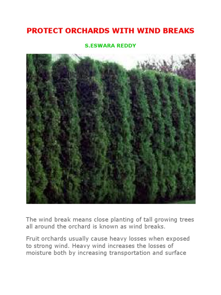 Protect Orchards With Wind Breaks | PDF | Trees | Wound