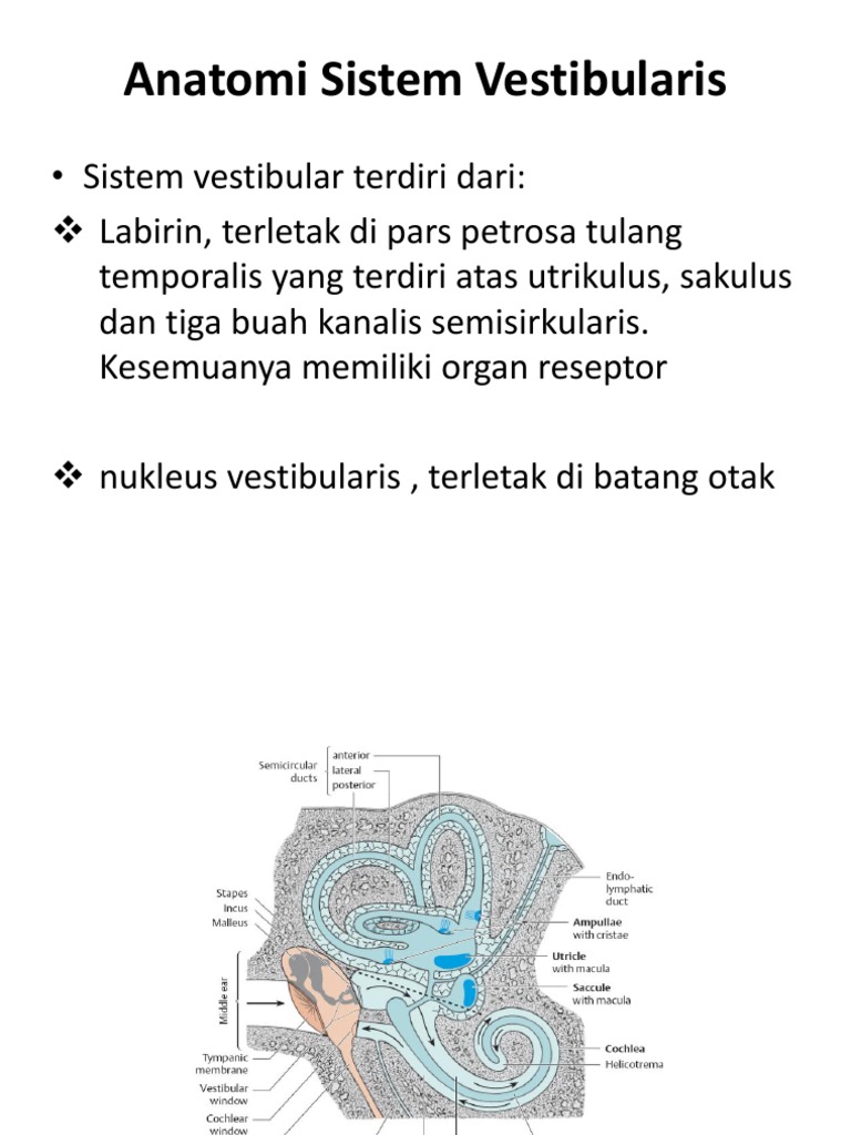 Anatomi Sistem Vestibularis | PDF