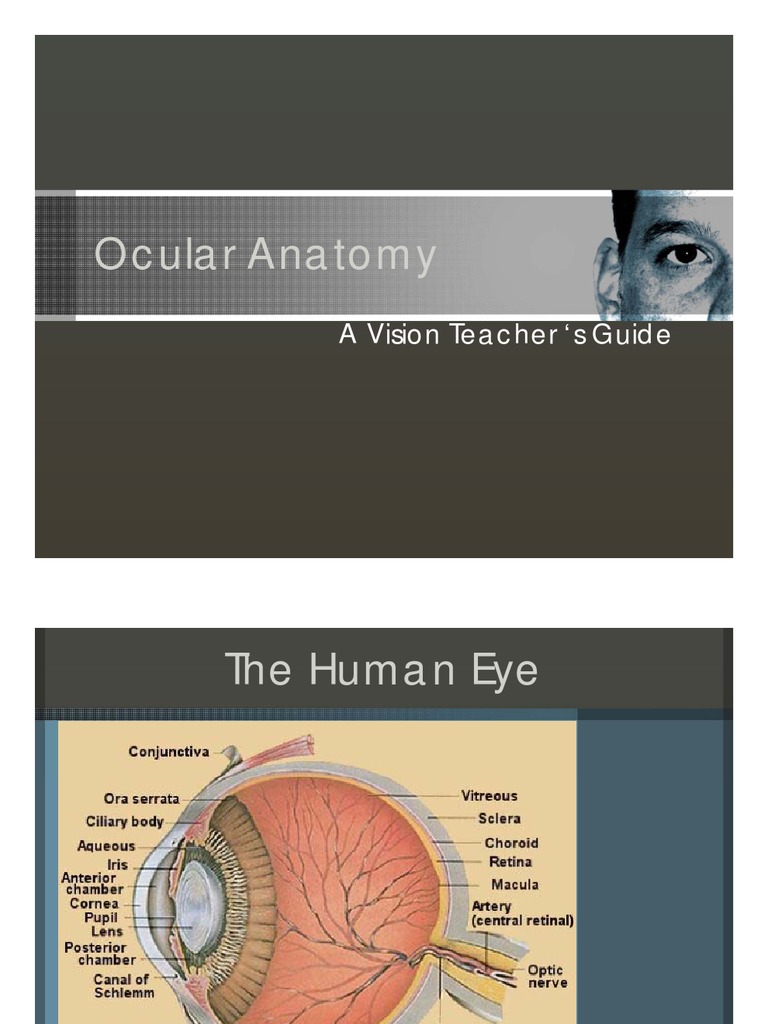 Ocular Anatomy Overview and Functions | PDF