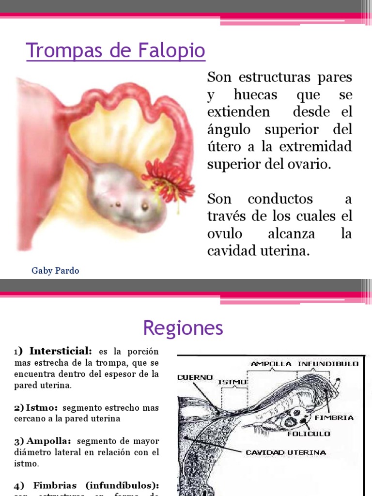 Estructura y Función de las Trompas de Falopio | PDF | Útero | Pelvis