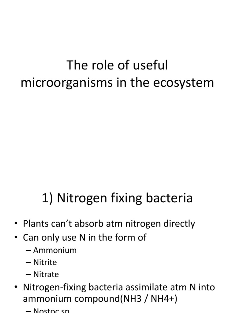 The Role of Useful Microorganisms in The Ecosystem | PDF | Bacteria ...