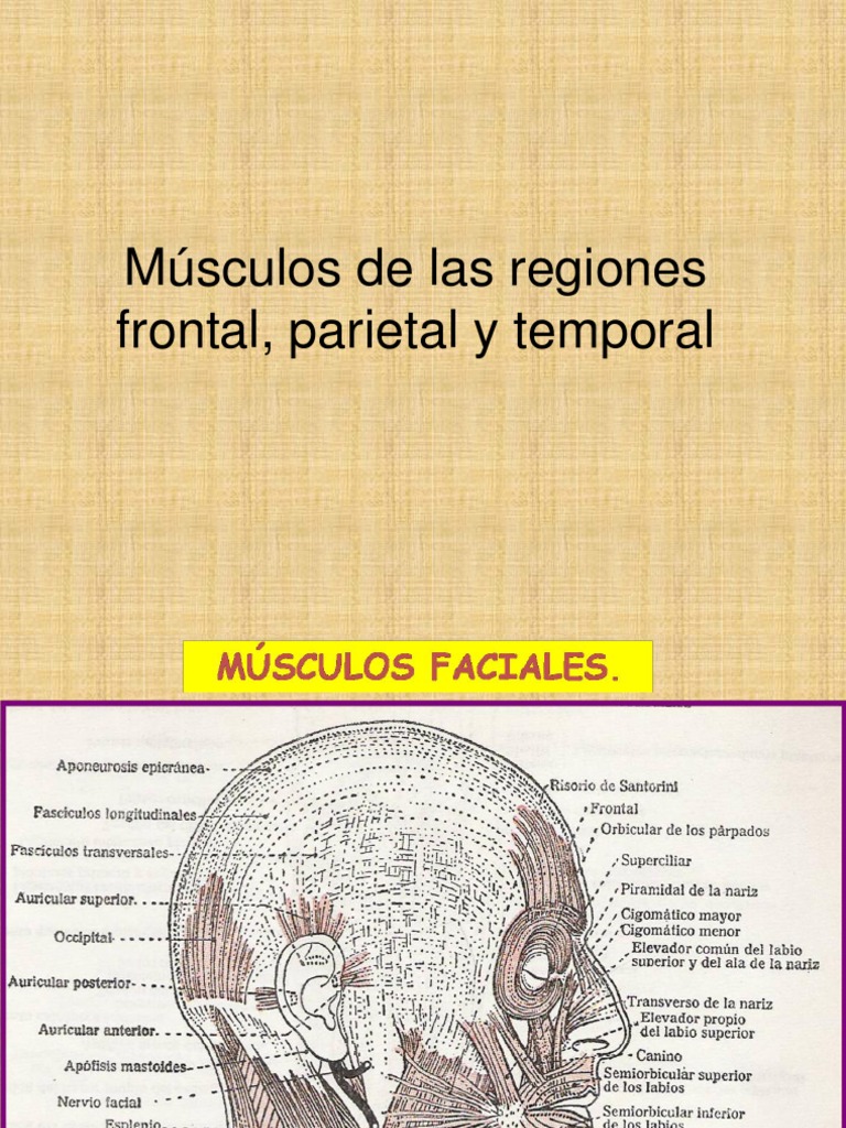 Musculos Cabeza y Cuello | PDF | Cabeza y cuello humanos | Anatomía humana
