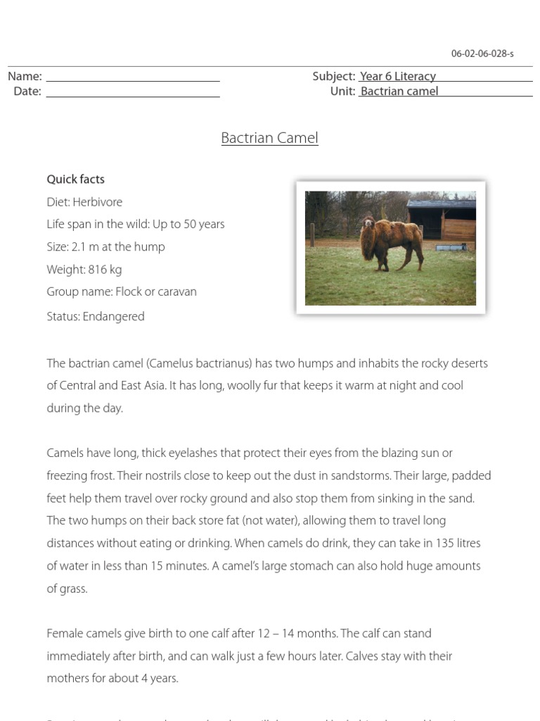 Bactrian Camel: © Primary Leap Ltd. 2010 | PDF