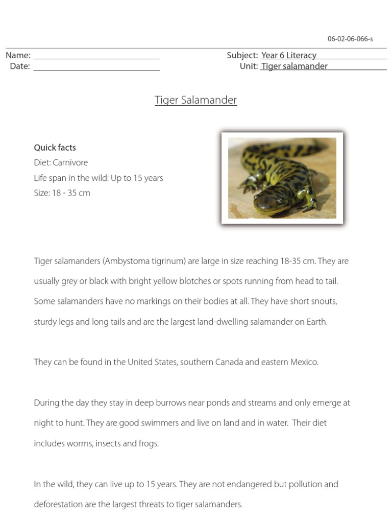 Tiger Salamander: © Primary Leap Ltd. 2010 | PDF