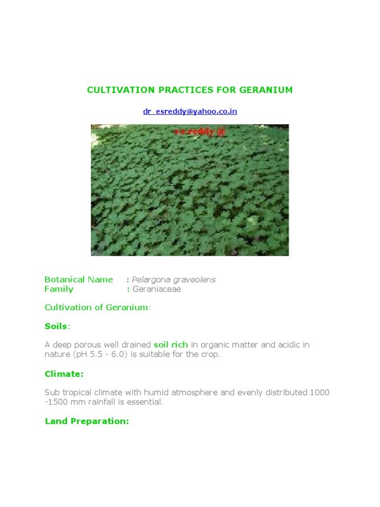 Geranium Cultivation Practices in India | PDF | Yield (Wine) | Leaf