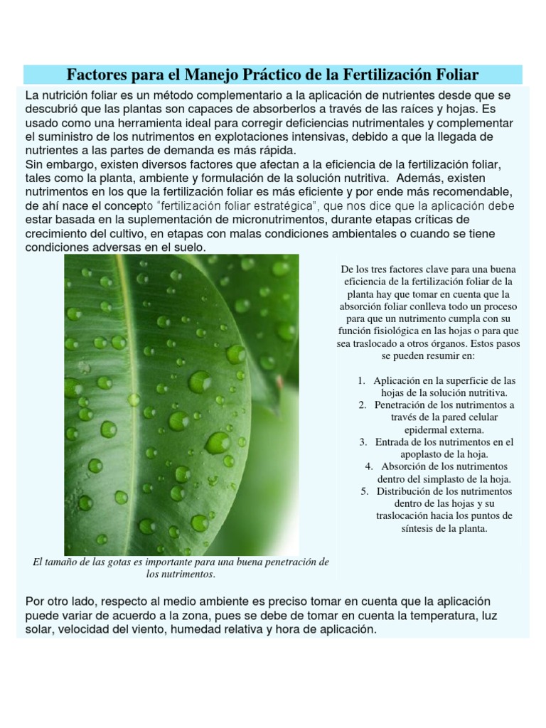 Guía Práctica de Fertilización Foliar | PDF | Hoja | Plantas