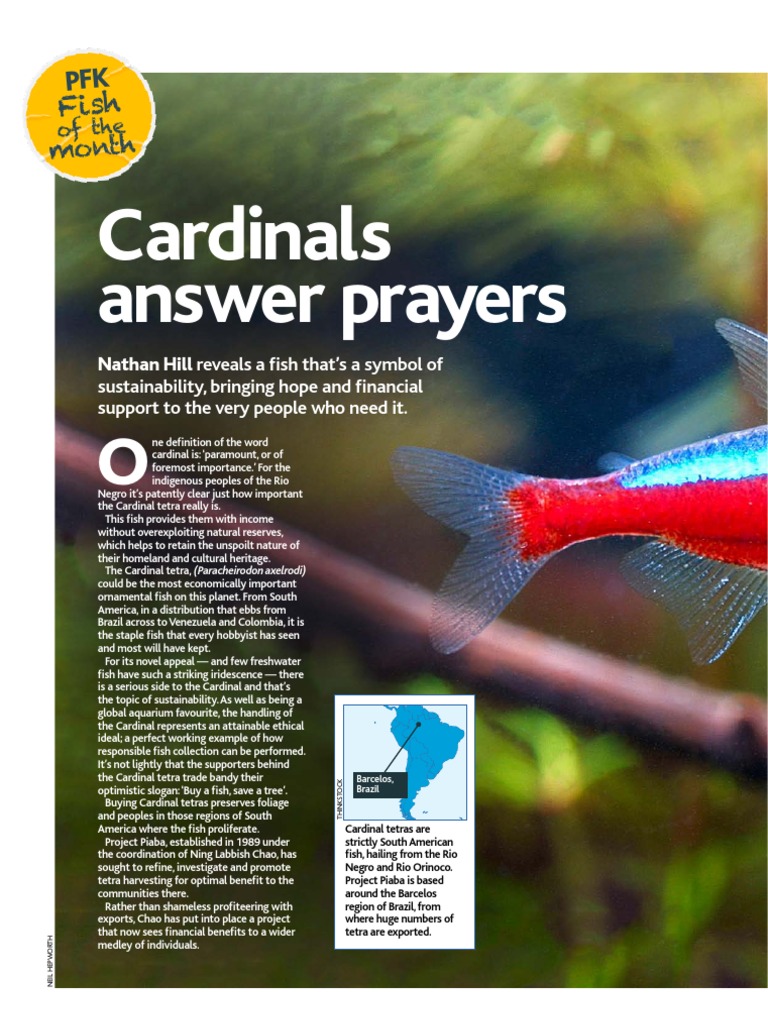PFK Cardinal - Piaba Aug 2013 | PDF | Fishkeeping | Fish And Humans