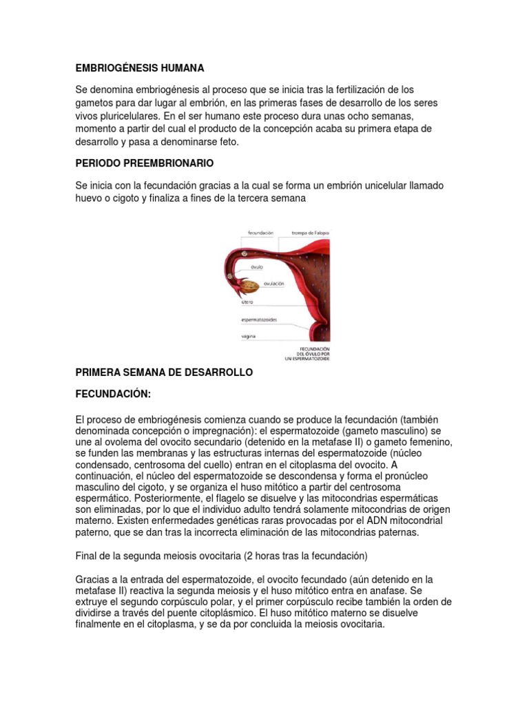 Embriogénesis Humana | PDF | Mitosis | Anatomía