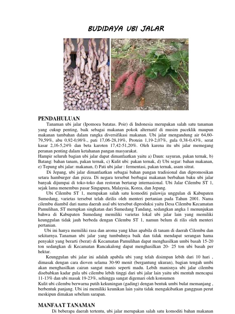 Ubi Jalar | PDF | Teknologi & Rekayasa