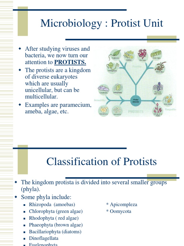 Microbiology: Protist Unit | PDF | Malaria | Plasmodium