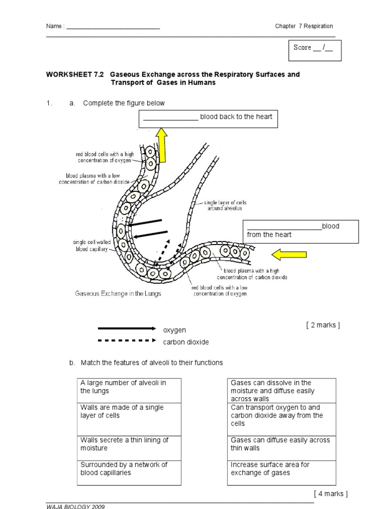 Gaseous Exchange and Transport Worksheet | PDF | Hemoglobin ...