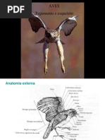 Anatomia da Borboleta: Estruturas e Funções | PDF | Anatomia | Corpo humano