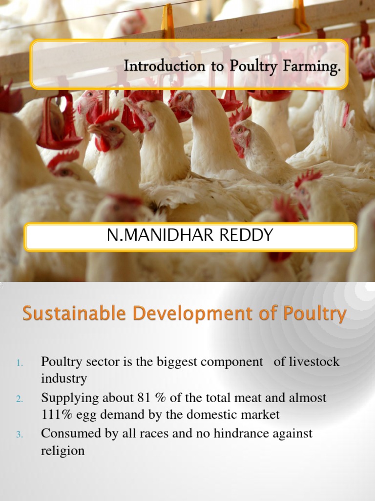 POULTRY | PDF | Meat | Poultry