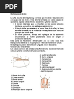 Guía sobre Cromoniquia y Alteraciones Ungueales | PDF | Clavo (anatomía ...