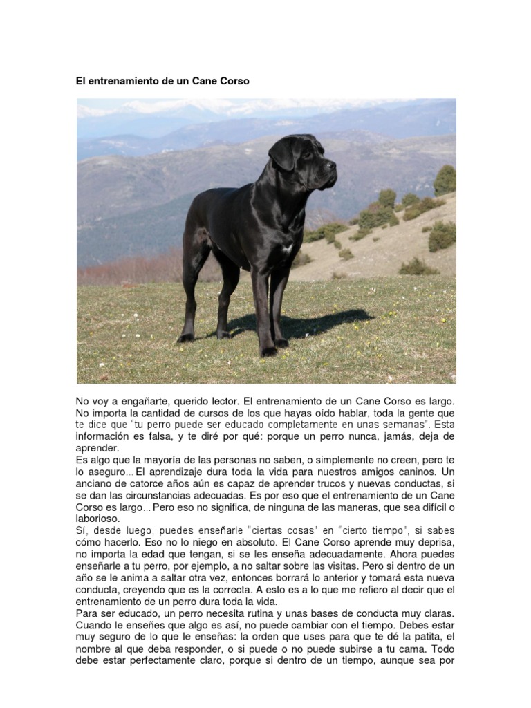 Entrenamiento Efectivo del Cane Corso | PDF | Relaciones personales ...