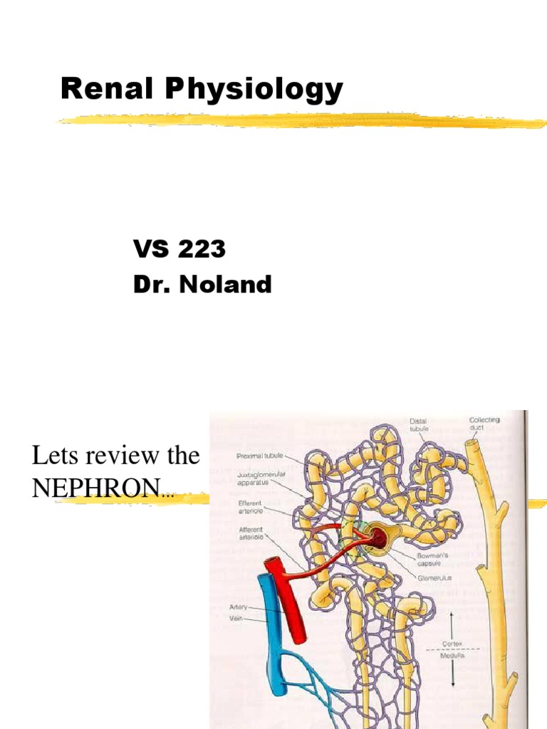 Renal Physiology | PDF