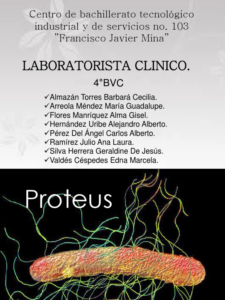 Bacteria Proteus | PDF | Microbiología | Medicina CLINICA