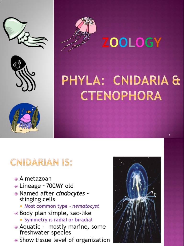 Cnidaria and Ctenophora | PDF | Coral | Coral Reef