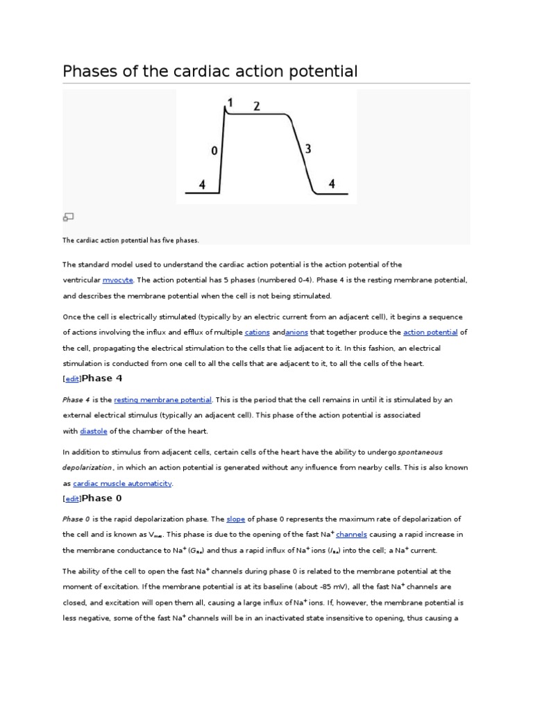 Cardiac Action Potential Phases