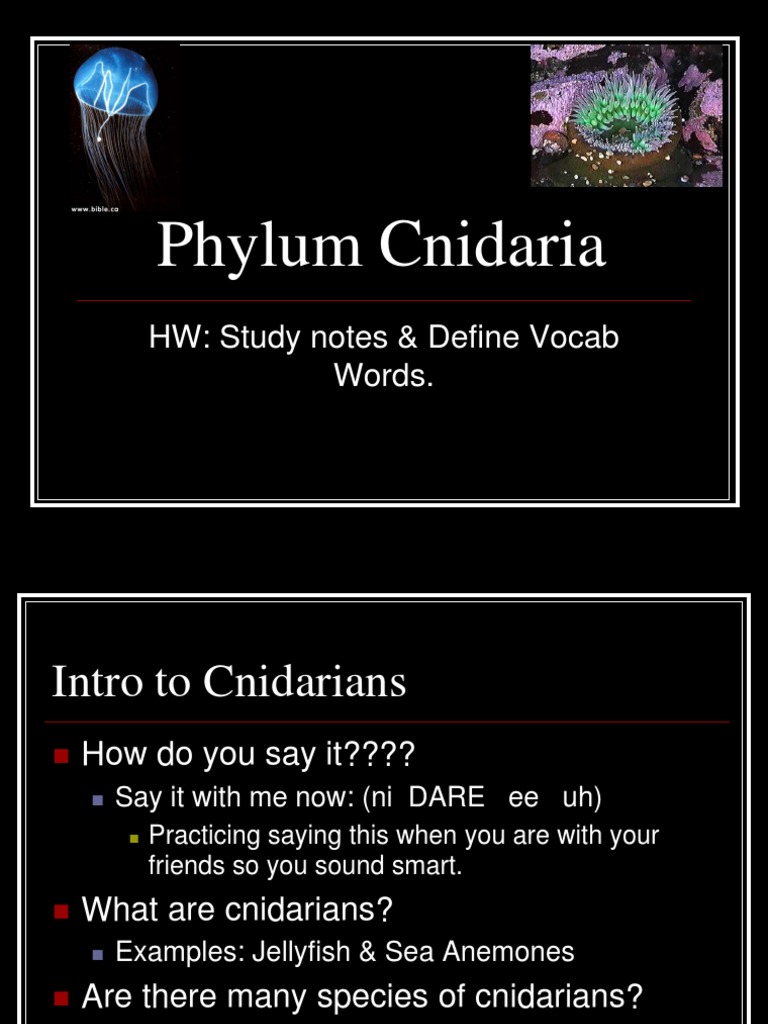 Phylum Cnidaria: HW: Study Notes & Define Vocab Words | PDF | Animal ...