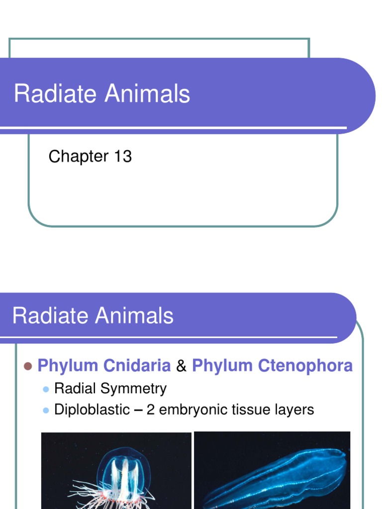 Radiate Animals | PDF | Coral | Coral Reef