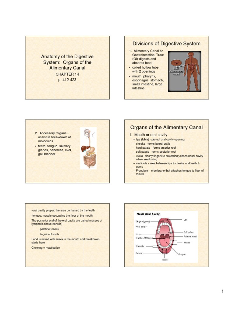 Anatomy Digestive System | PDF | Stomach | Gastrointestinal Tract
