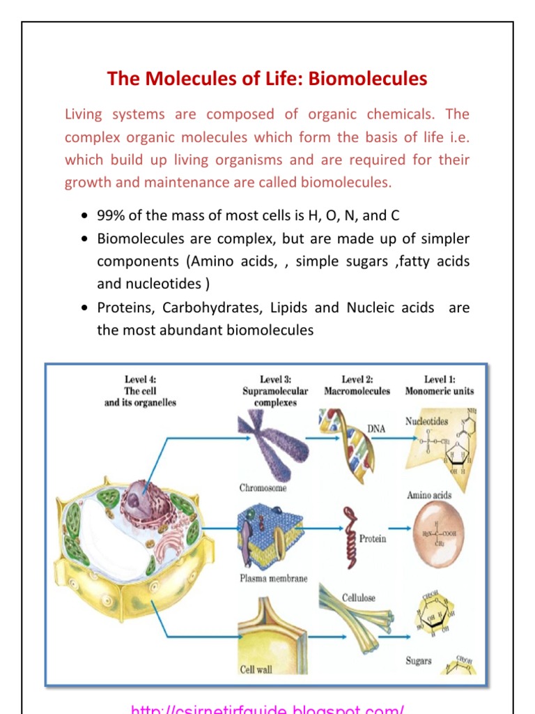 The Molecules of Life | PDF | Science & Mathematics