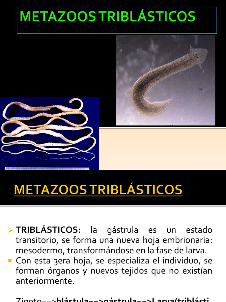 METAZOOS TRIBLÁSTICOS... | Sistema digestivo humano | Anatomía