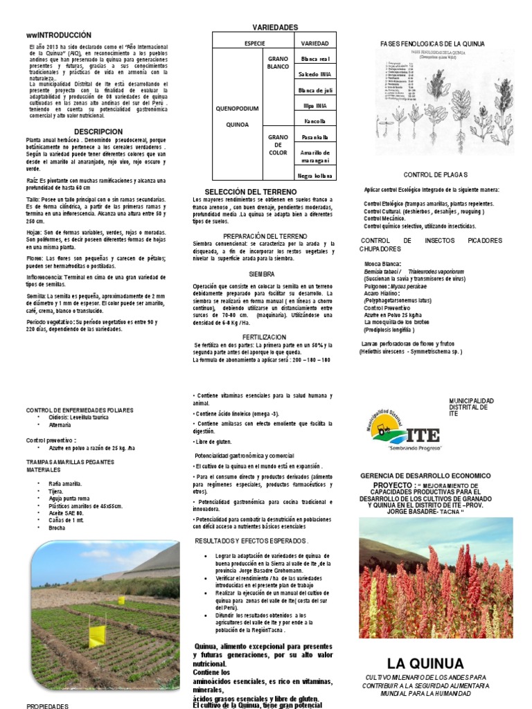 Triptico de Quinua 1 | PDF | Quinua | Cereales