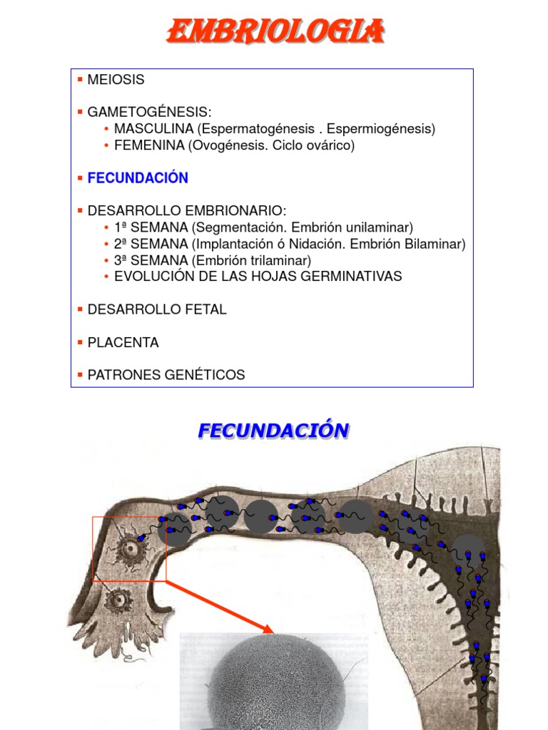 Desarrollo del Embrion Trilaminar | PDF | Implantación (embrión humano ...